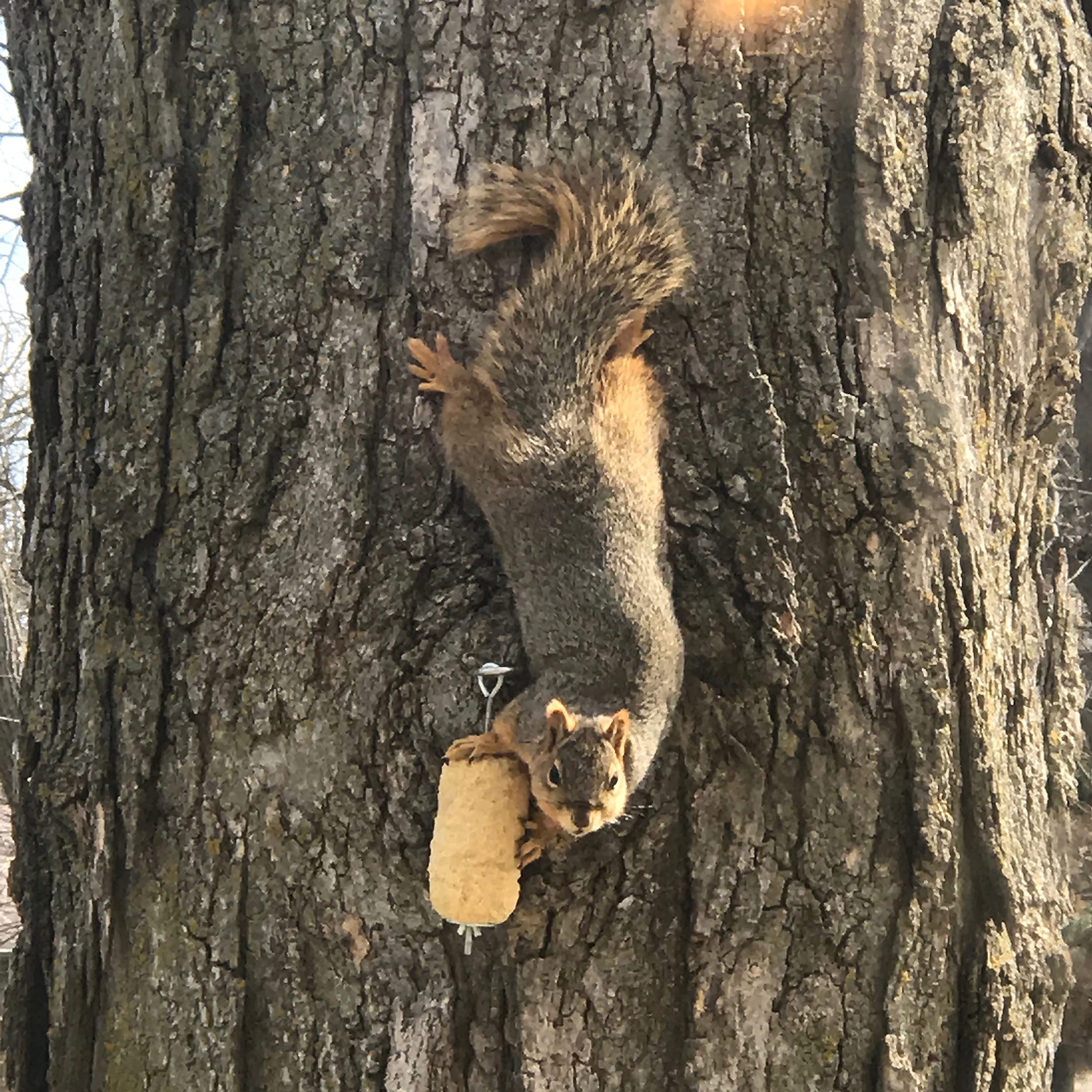 C&S Nut'n Sweet Corn Squirrelog, Single Pack Refill