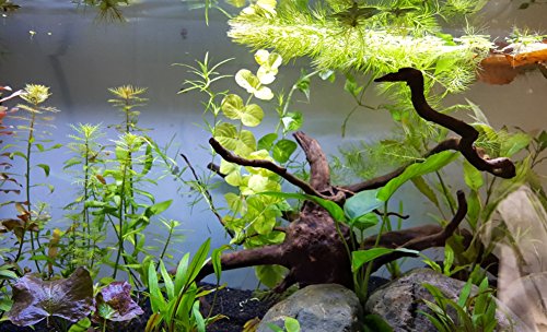 Greenpro Golden Creeping Jenny Lysimachia Nummularia Aurea Potted Live Aquarium Plants for Freshwater Fish Tank