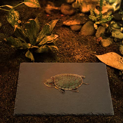 Filhome Reptile Basking Platform, Tortoise Habitat Rock Plate Slate Natural Rock Reptile Food Bowl Landscape Habitat Decor for Turtle Lizard Bearded Dragon Crested Gecko Snake(30 * 20cm)