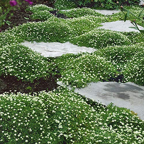 Outsidepride Perennial Irish Moss Low Growing, Mat Forming, Ground Cover Great Between Flagstones - 10000 Seeds