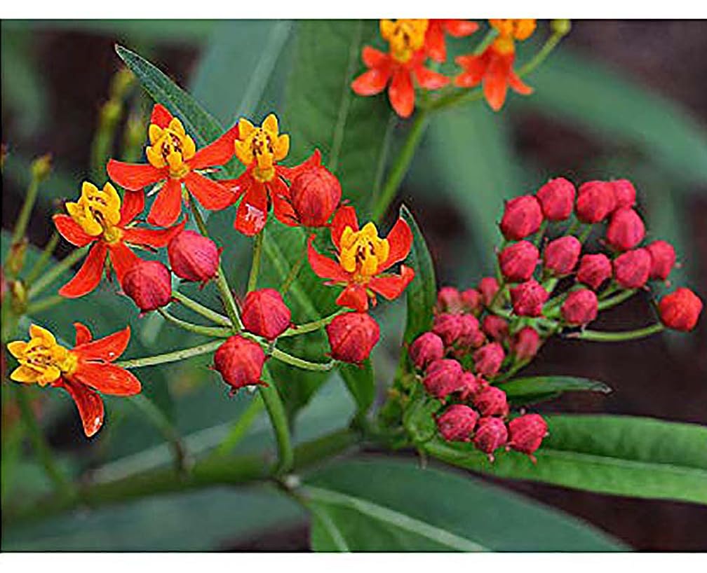 Blood Flower Milkweed Seeds - Food and Host Plant for Monarch ButterfliesâŚ