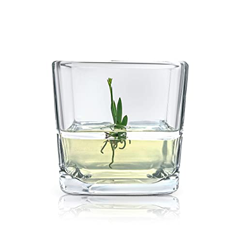 BLOOMIFY Miniature Orchid Terrarium, Open Pot Design, Maintenance Free, 3" Glass Votive