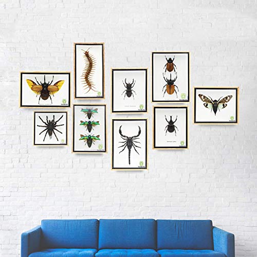 TAXIBUGS Jewel Beetle Mounts Insect Animals Taxidermy in Framed (3 Sternocera Aeguisignata)