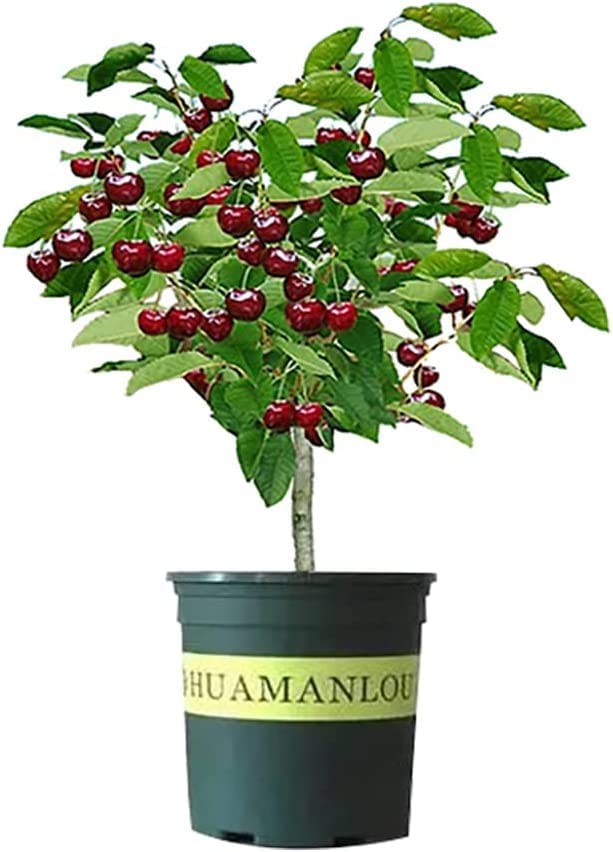 Black Cherry Fruit Tree Live Plant Seedling - Prunus serotina, Great for Home and Garden Yards Planting - No Ship to California