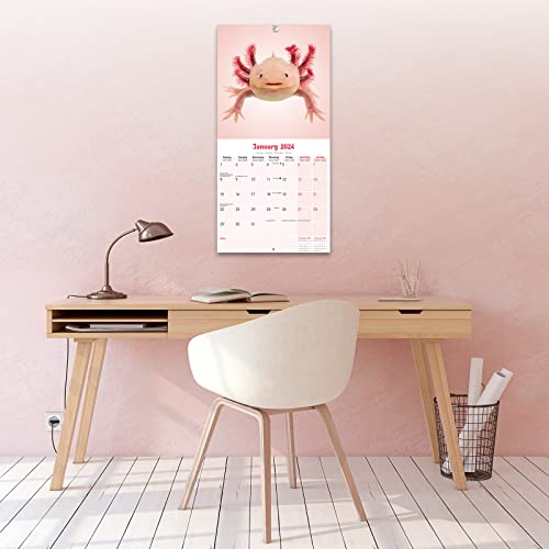 Axolotls Calendar - Calendars 2023 - 2024 Wall Calendars - Animal Calendar - Axolotls 16 Month Wall Calendar by Avonside