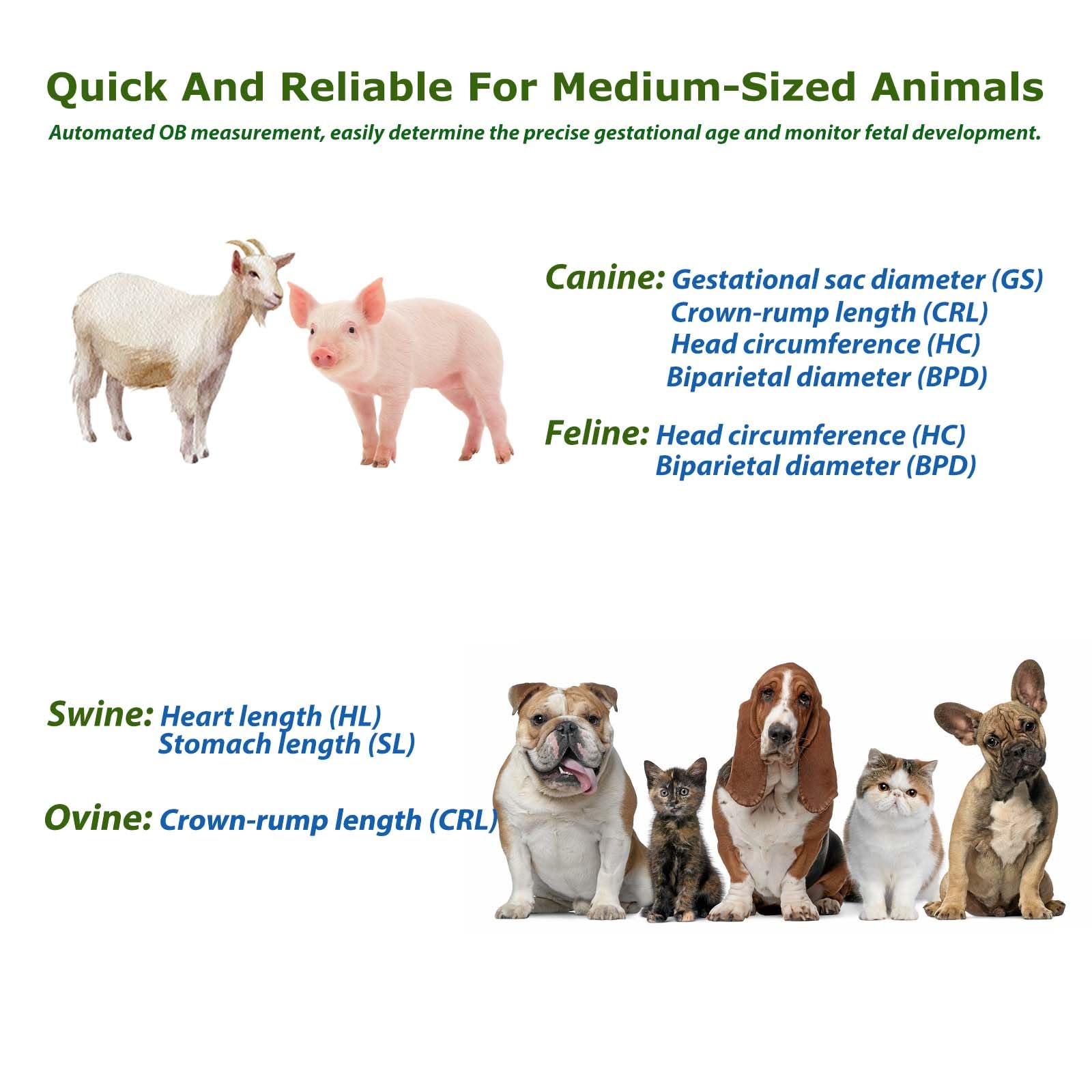 Dawei Vet Ultrasound Machine Portable Veterinary Handheld Scanner B-Ultra Sound with 3.5MHz Probe for pregnancy Pig,Sheep,dog,cat use