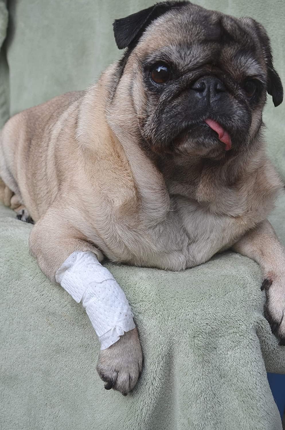 PawFlex Joint and Large Area Wound Bandages for Dogs Cats & Other Pets. Great for Leg Joint sprains and Tail Injuries! Non Adhesive Breathable Non-Slip Disposable Washable Value Pack (L/XL 12pk)