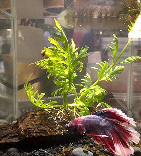 Hygrophila Difformis Water Wisteria Potted Freshwater Live Aquarium Plant Fish Tank by Greenpro