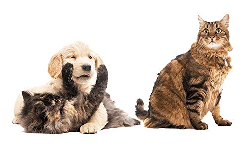 dog joint supplement - PET JOINT HEALTH - DOGS AND CATS - TURMERIC AND MSM - INCREASE MOBILITY - DECREASE INFLAMMATION - PREMIUM - glucosamine chondroitin turmeric msm for dogs - 1 Bottle (60 Tablets)
