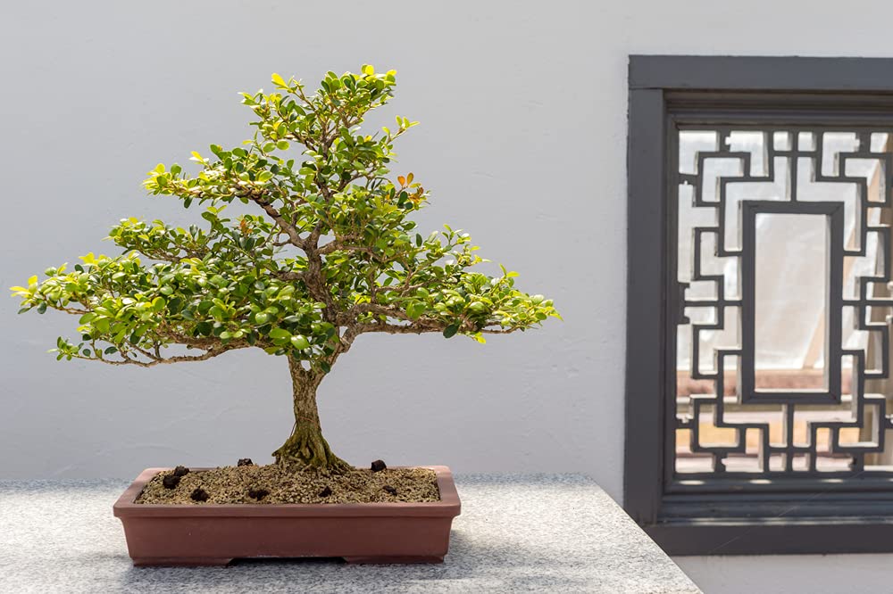 Chinese Boxwood Bonsai Tree Seeds - Easy to Maintain, Slow Growing Bonsai Specimen