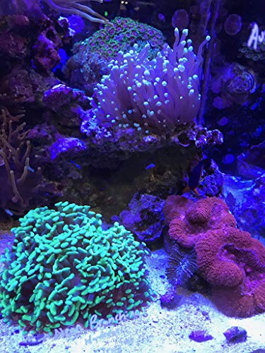 Seachem Reef Buffer, 500 grams,white