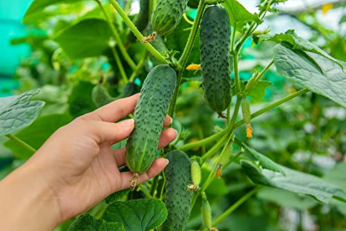Boston Pickling Cucumber Seeds for Planting - 100+ Heirloom Seeds Per Packet, (Isla's Garden Seeds), Non-GMO Seeds, Botanical Name; Cucumis Sativus, Boston Seeds Great Home Garden Gift