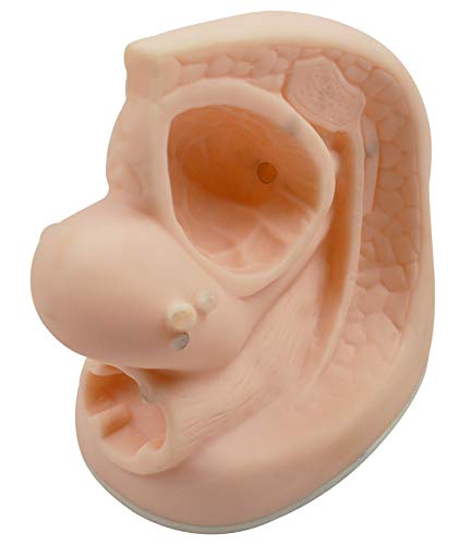 INTBUYING Education Model Male and Female Anatomy Teach Set Model Internal and External Genital Anatomy Model and Urinary Mold