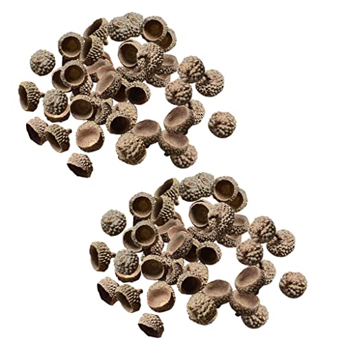 DYNWAVE 200Pcs Natural Acorns Caps Decorative for Craft Vase Fillers Home Garland Autumn Embellishments Ornaments