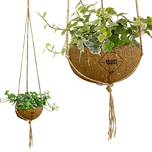 BRAINY ESSENTIALS Natural 100% Hanging Real Coconut Pot Planter - Perfect for Indoor and Outdoor Decoration, Bonsai, Flowers, Herbs - Handcrafted 100% Natural, Made of Real Coconut Bowls