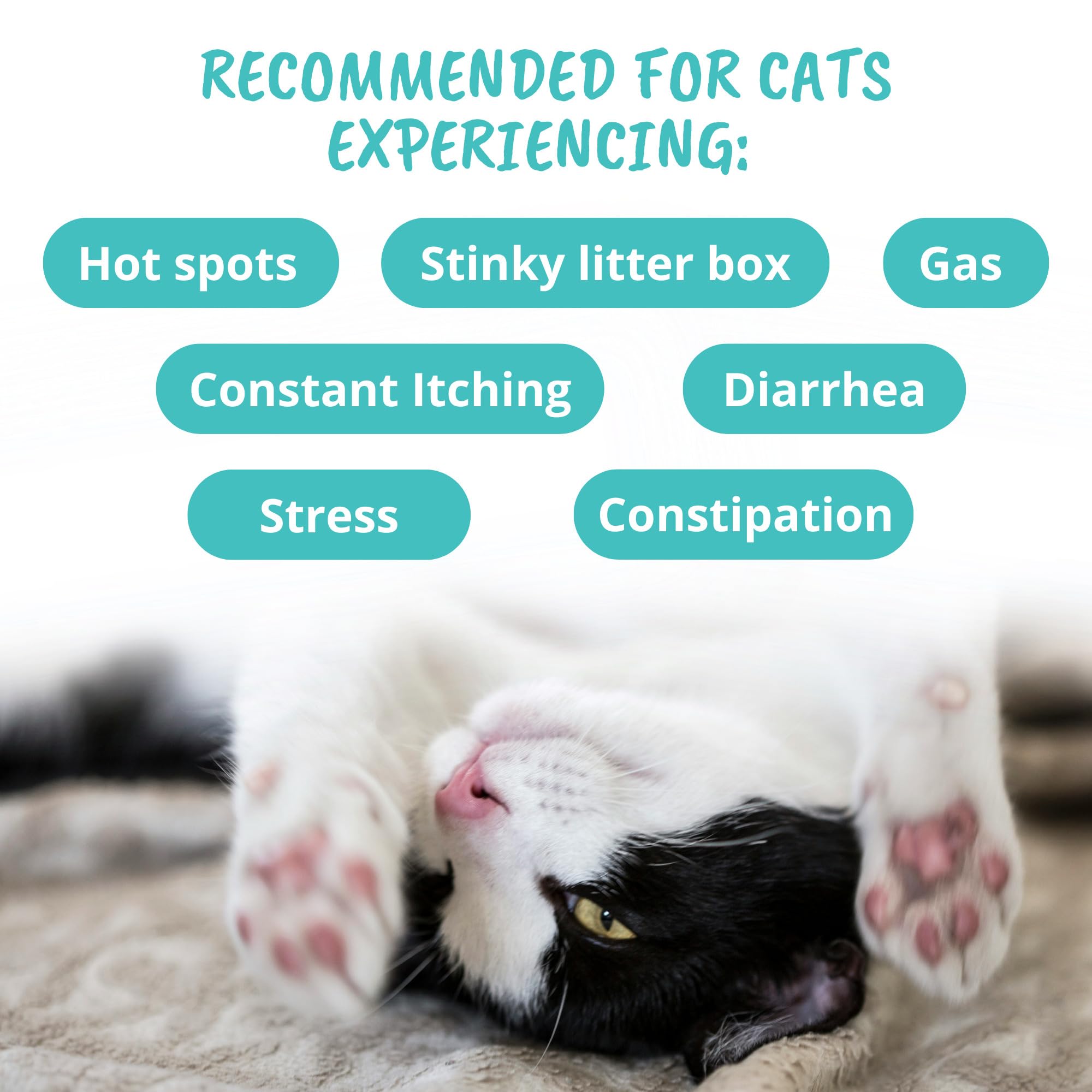 Under The Weather Pet Probiotic Chews for Cats | Promotes Normal Digestion, Balances Healthy Gut Health | 60 Star Shaped Soft Chews