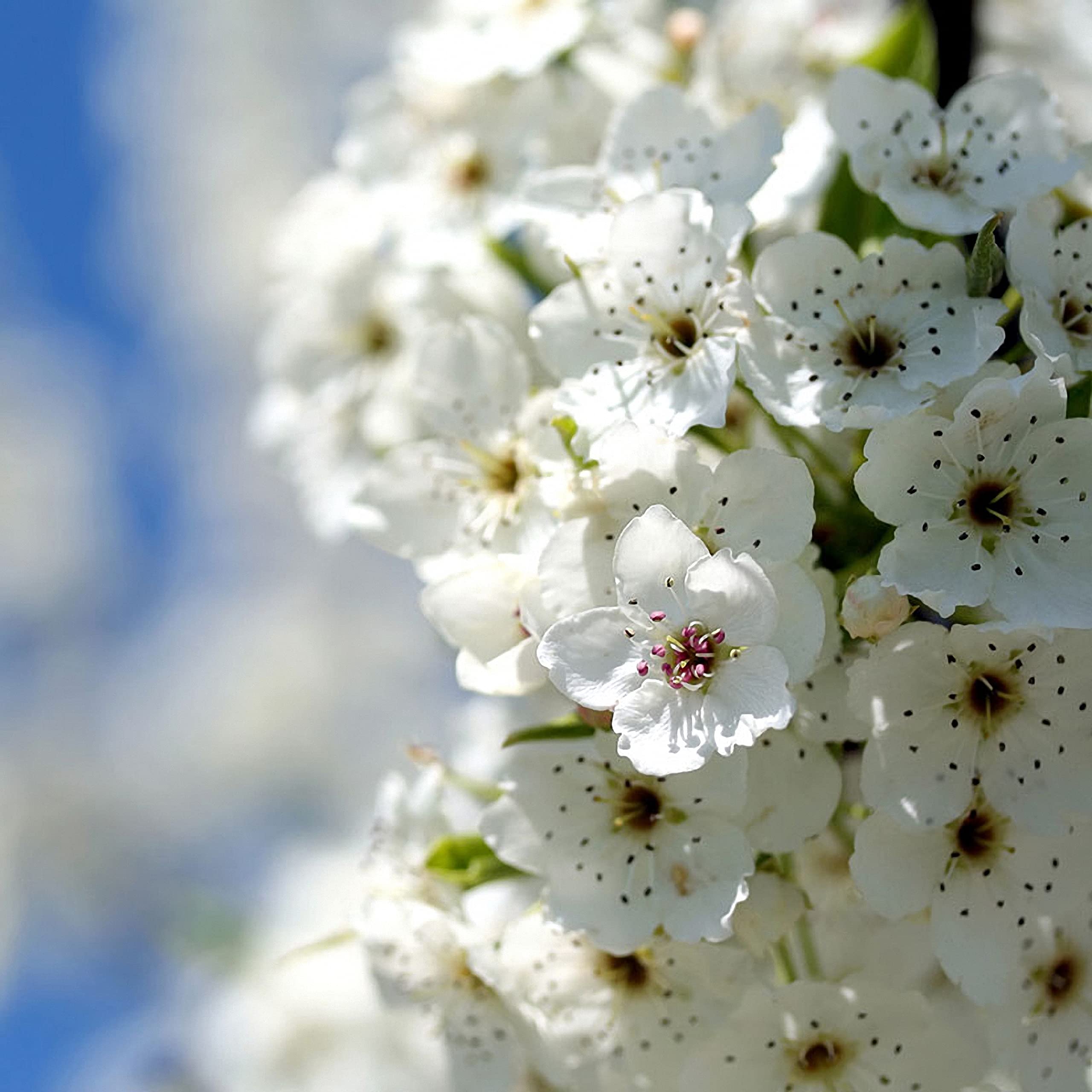 Bartlett Pear Tree - Live Fruit Plant Shipped 3 Feet Tall by DAS Farms