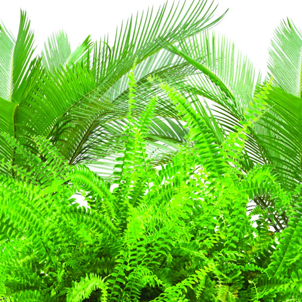 Jobe’s 05101, Fertilizer Spikes, For Fern & Palm, 30 Spikes