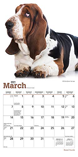 Basset Hounds 2021 Calendar