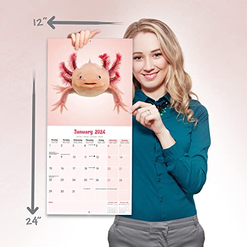 Axolotls Calendar - Calendars 2023 - 2024 Wall Calendars - Animal Calendar - Axolotls 16 Month Wall Calendar by Avonside