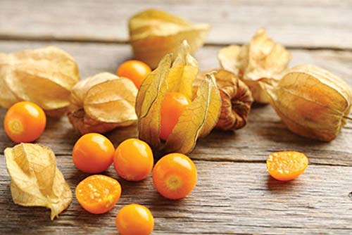 Cape Gooseberry Ground Cherry Seeds - Hundreds of Fruit on Each Plant. (100 - Seeds)