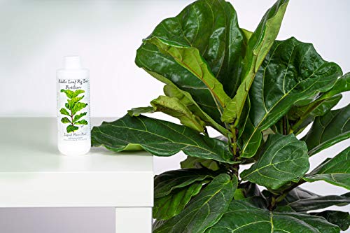 Fiddle Leaf Fig Tree Fertilizer | Ficus Plant Food | Improves Leaves and Branches | Potted Indoor Trees and House Plants Treatment by Aquatic Arts