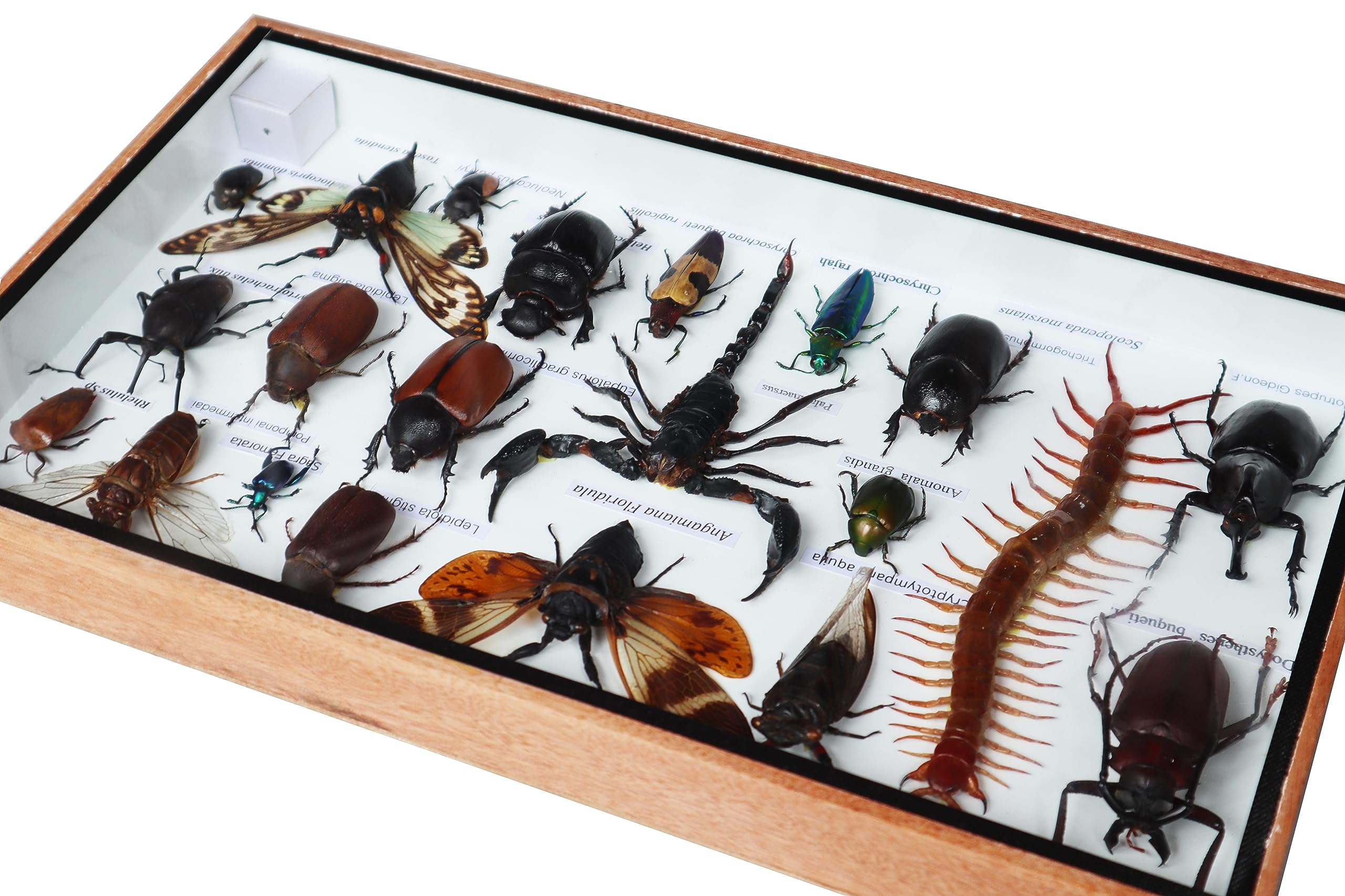 ThaiHonest Very Rare Real MIXS Insect Taxidermy Set in Boxes Display for Collectibles