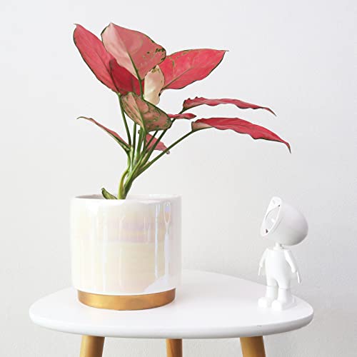 Gepege White Indoor Pots for Plants, Ceramic Planter with Drainage Hole, 6.0 inch+5.0 Inch+4.0 Inch. Succulent Orchid Flower Pot - Rainbow Pearl Glaze