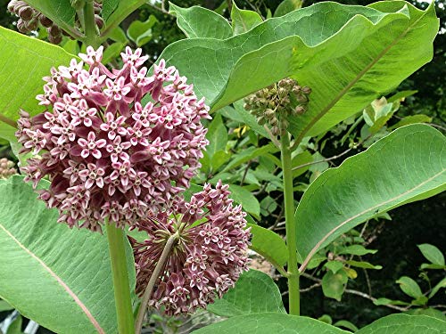 Common Milkweed Native Seeds (Asclepias Syriaca), Pack of 100 Seeds by Seeds2Go