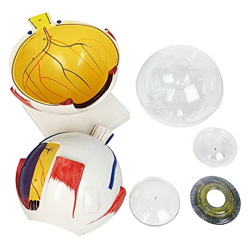 NEW HORIZON 6X Enlarged Human Eye Anatomical Model,Anatomically Accurate Eye Model Human Eye Anatomy for Science Classroom Study Display Teaching Medical Model