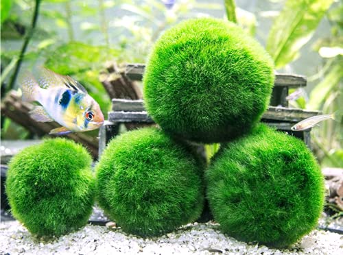 Decorative Balls for Fish Tank Water Grass Moss Live Aquarium Plant Aquatic Plant Ornament 4pcs(3.5cm/1.37in) Free Fish Tank Decoration Stone 8PCS