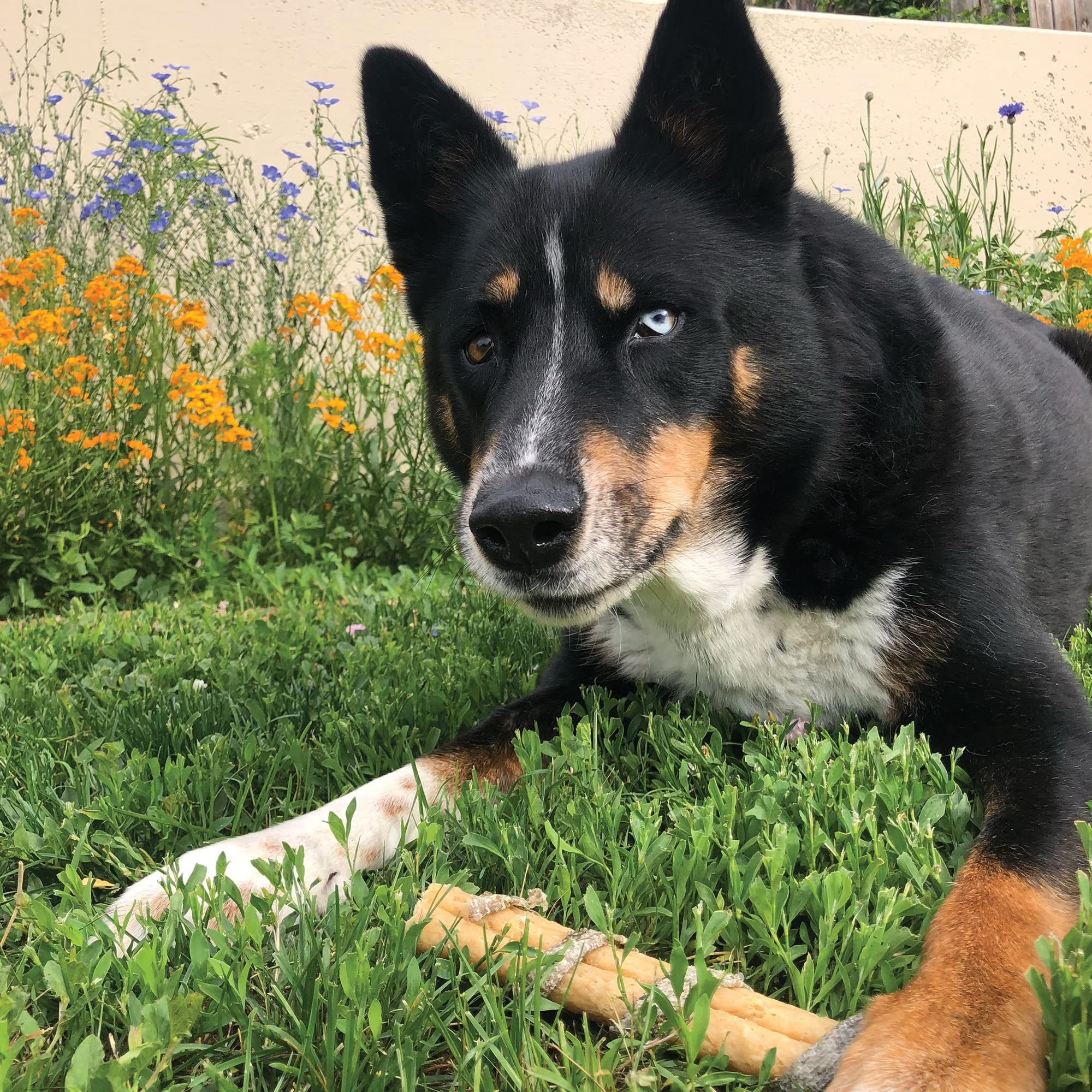 Icelandic+ Beef Collagen Dental Chew Stick Wrapped with Fish 4" Dog Treat