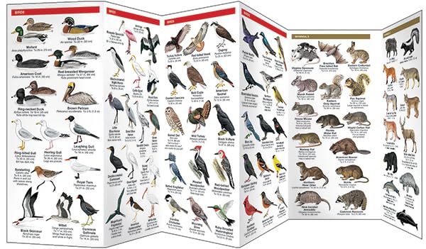 Florida Wildlife: A Folding Pocket Guide to Familiar Animals (Nature Observation North America)