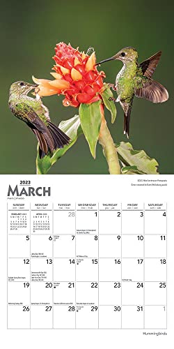 Hummingbirds | 2023 7 x 14 Inch Monthly Mini Wall Calendar | BrownTrout | Animals Wildlife Nature