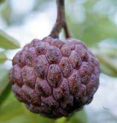 Fresh Sugar Apple Seed, Sweetsop Seeds, Annona Squamosa "SugarPineapple" Seeds, No GM Seeds (10 Seeds) SD0501