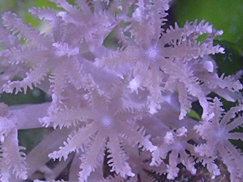 Generic Live Pulsing Xenia Coral Reef Saltwater Marine Aquatic