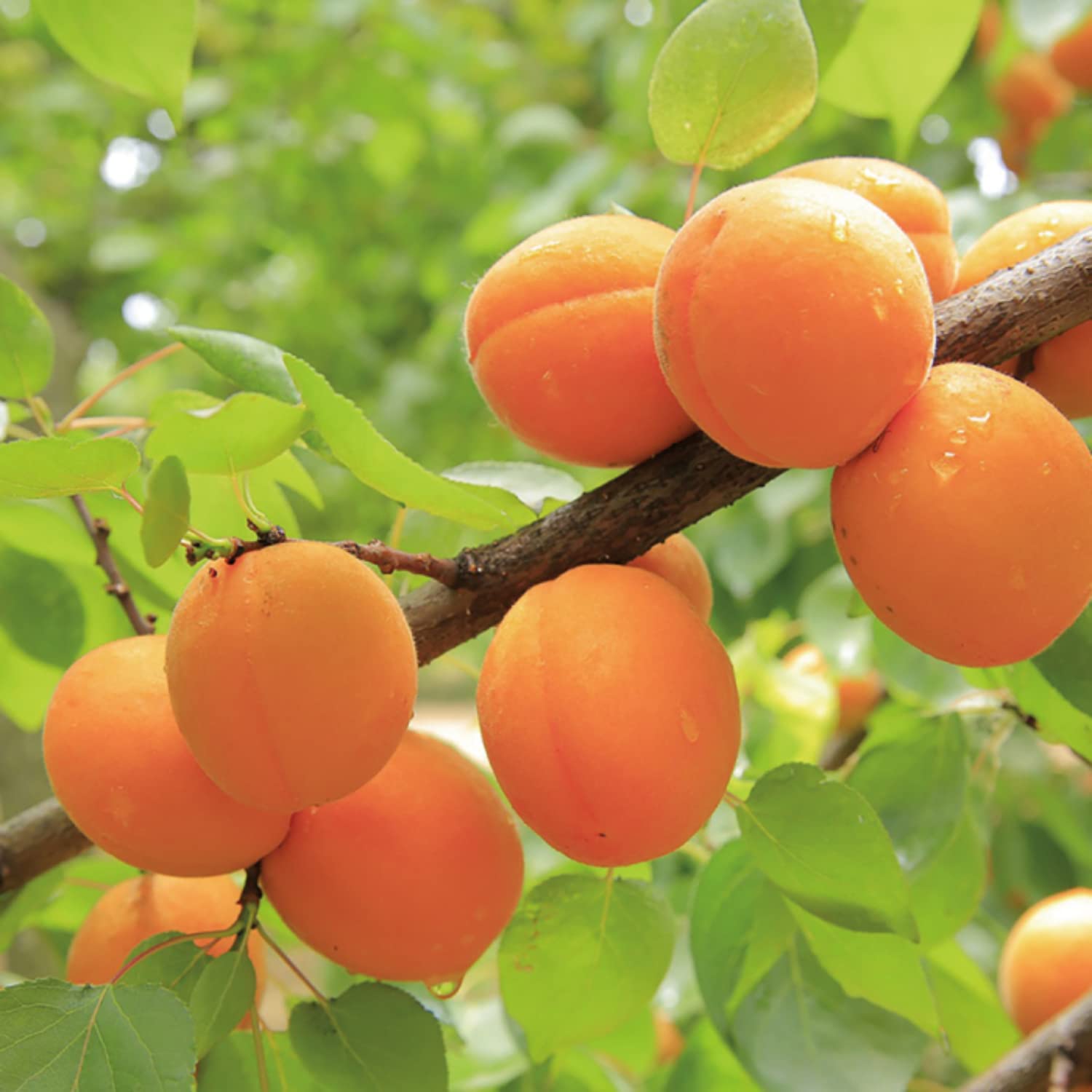 Apricot Tree Live Plant, 2-3 Feet Bare Root Live Plant for Planting, Dormant in Winter and Early Spring