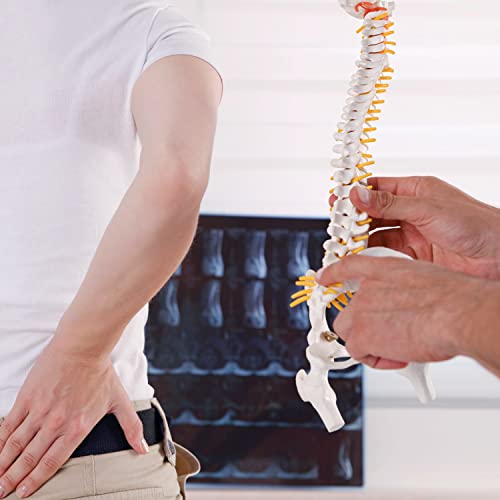 HINGONS Miniature Spine Anatomy Model, 15.5" Mini Vertebral Column Model Details Vertebrae, Spinal Nerves, Lumbar & Pelvis, with Stand for Medical Students and Chiropractors (Includes Product Manual)