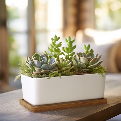 Ceramic Succulent Pots - 1 Pot - Short Rectangle - with Bamboo Tray - White - 6.3"