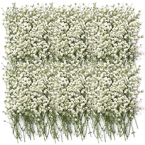 Dried Babys Breath Flowers Bouquet Ivory White Babys Breath Real Flowers Natural Gypsophila Branches Dry Pressed Gypsophila for Wedding Resin Art Craft DIY Card Making Home Party Decor (100 Pcs)