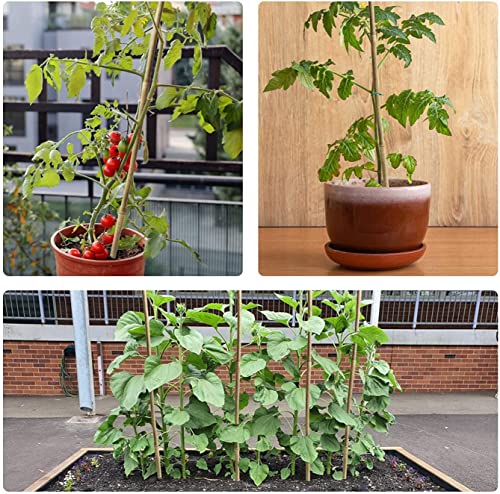 Jollybower 3/4" D Thicker Heavy Duty Bamboo Stakes,6FT Plant Stakes,Natural Garden Stakes for Tomato,Bean,Flowers,Trees Potted and Climbing Plant Support-Pack of 9 Bamboo Stick
