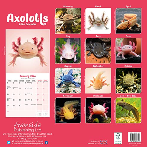Axolotls Calendar - Calendars 2023 - 2024 Wall Calendars - Animal Calendar - Axolotls 16 Month Wall Calendar by Avonside