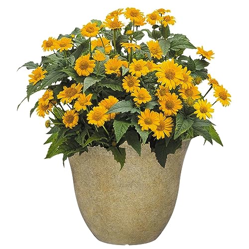 Classic Home and Garden Honeysuckle Resin Flower Pot Planter, Fossil Stone, 15"