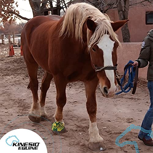 Kinesio Equine Tape - Tex Gold FP Horse Tape -Tape Made Specifically for Horses - 2”x 16’ Rolls - Green