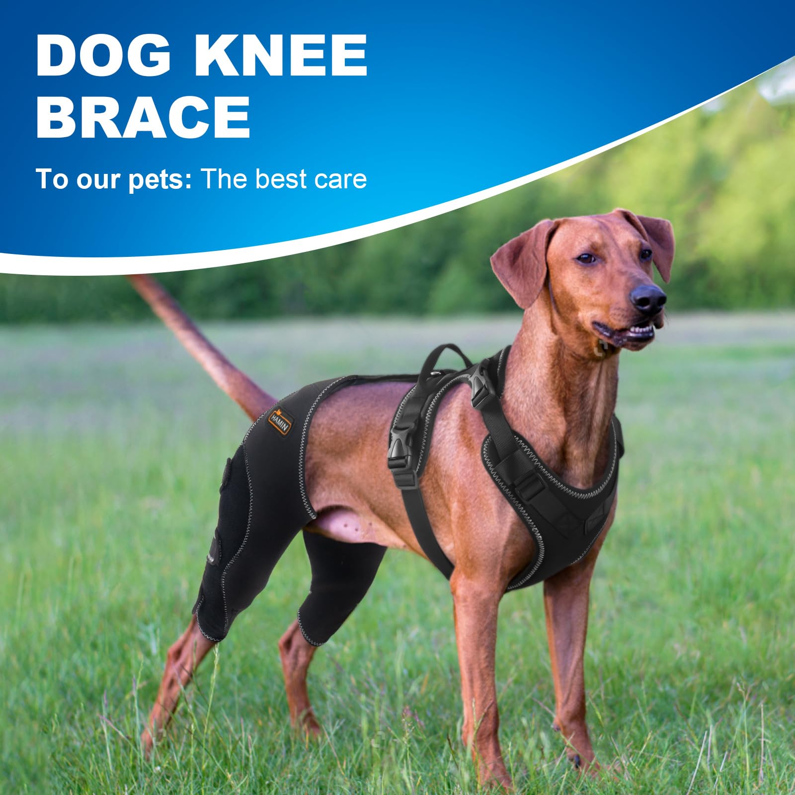 CHAMIN Dog Leg Braces for Hind Leg, Dog Acl Knee Brace Support for Cruciate Ligament Injury,Osteoarthritis, Luxating Patella, Muscle Sore,et(Extra Large)
