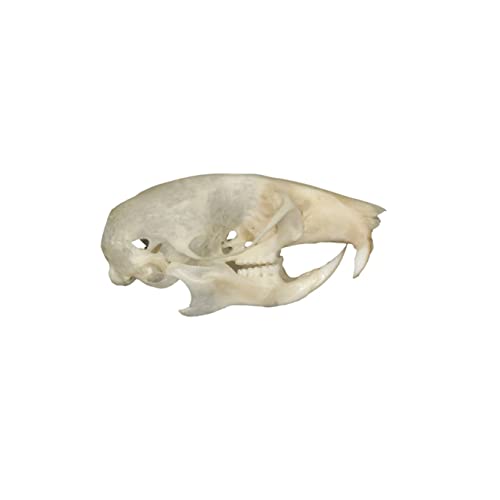 Real Mouse Skull A Quality