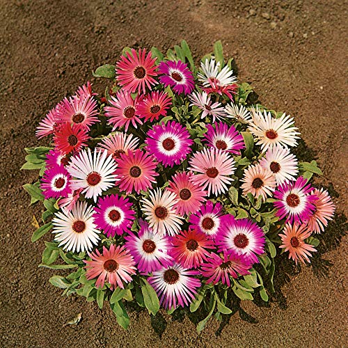 Outsidepride Livingstone Daisy Dorotheanthus Ice Plant Ground Cover Plant & Drought, Heat Tolerant Flower Mix - 5000 Seeds