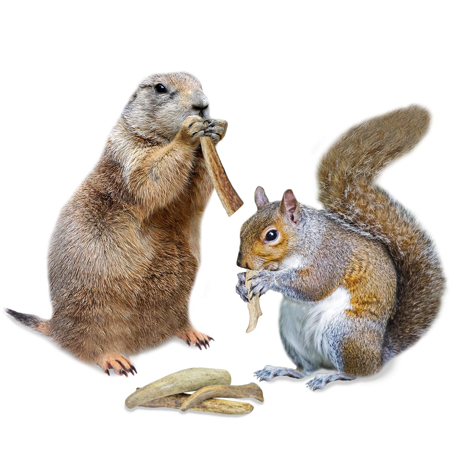 Exotic Nutrition Antler Chews - Safe Small Animal Chew - Natural Source of Healthy Minerals - Chinchilla, Hamster, Degu, Prairie Dog, Squirrel and Other Chewing Pets