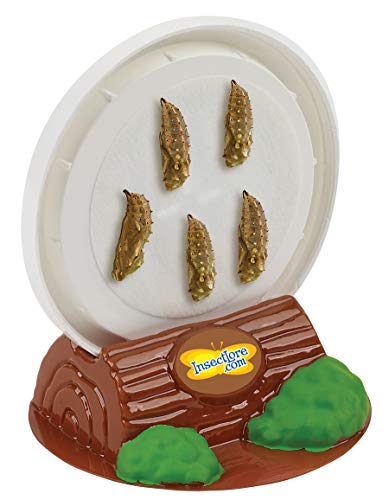 Insect Lore 5 Live Caterpillars Cup of Caterpillars Butterfly Kit Refill - Plus Butterfly Life Cycle Stages Toy Figurines - Shipped Now