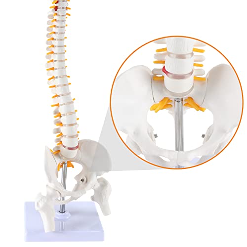 HINGONS Miniature Spine Anatomy Model, 15.5" Mini Vertebral Column Model Details Vertebrae, Spinal Nerves, Lumbar & Pelvis, with Stand for Medical Students and Chiropractors (Includes Product Manual)